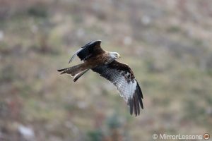 Gallery of Canon EOS R Sample Images (RAW & SOOC JPGs) - Mirrorless ...