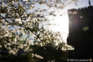 Gallery of Canon EOS RP Sample Images (RAW & SOOC JPGs) - Mirrorless ...