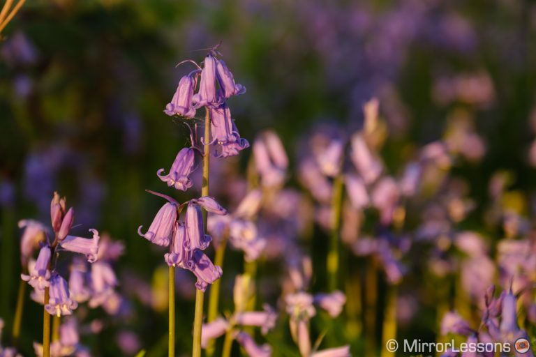 Gallery of Fujifilm X-T30 Sample Images (RAW & SOOC JPGs) - Mirrorless Comparison