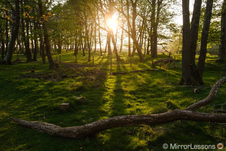 Gallery of Fujifilm X-T30 Sample Images (RAW & SOOC JPGs) - Mirrorless Comparison