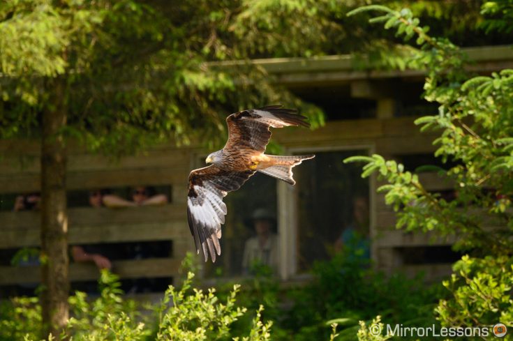 Gallery of Nikon Z6 Sample Images (RAW & SOOC JPGs) - Mirrorless Comparison