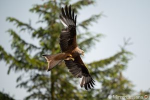 Gallery of Nikon Z6 Sample Images (RAW & SOOC JPGs) - Mirrorless Comparison