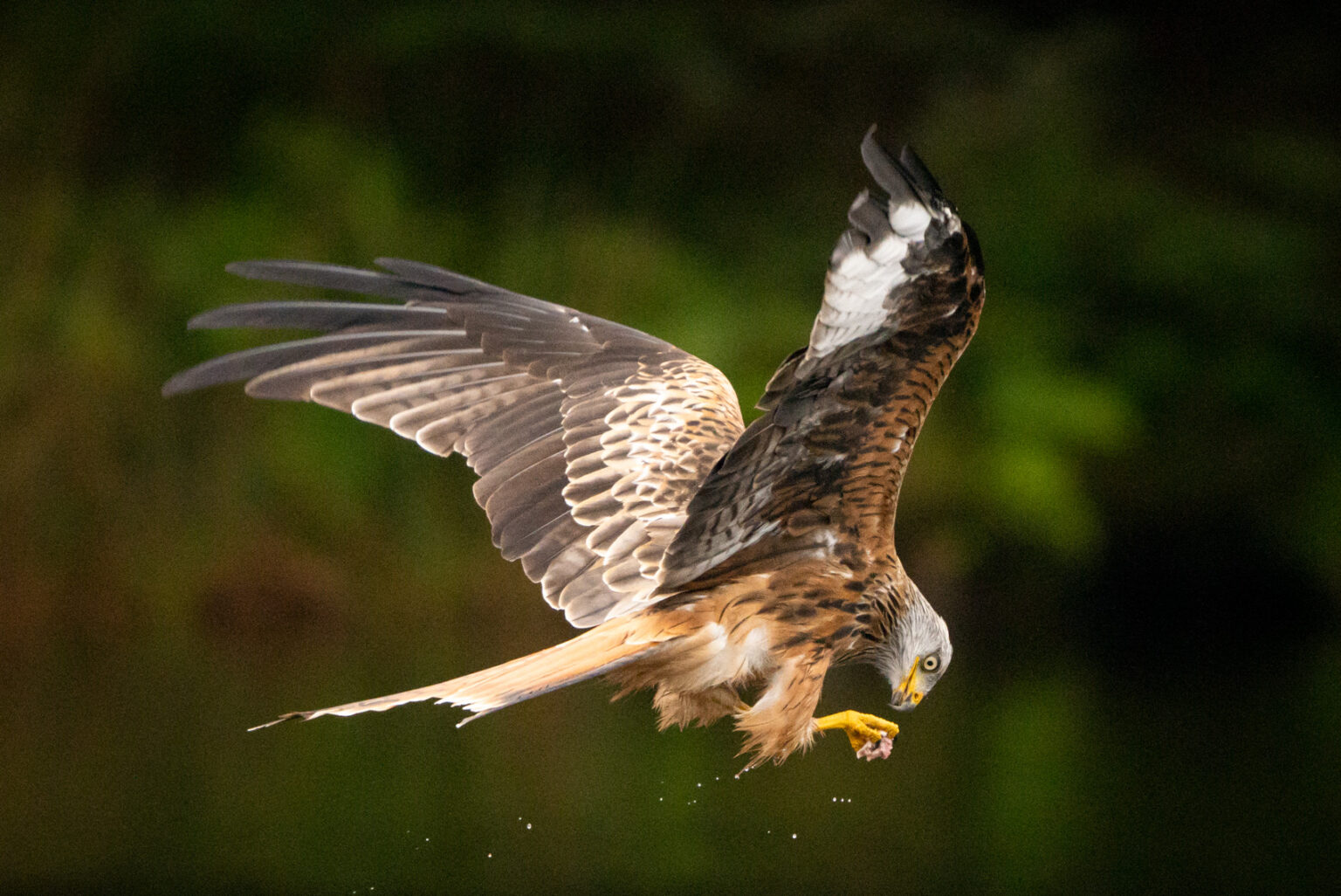 Sony A7 III, A7R III, A9 Settings for Wildlife and Birds - Mirrorless ...