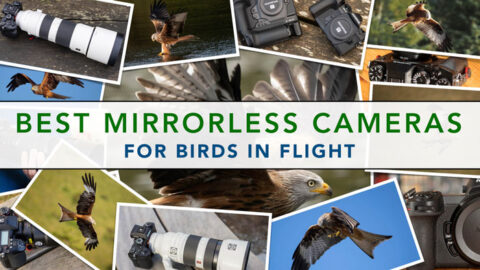 The Best Mirrorless Cameras for Birds in Flight Ranked - Mirrorless Comparison