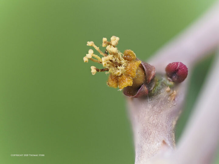 Handheld Macro In-Camera Focus Stacking with Olympus OM-D E-M1X ...
