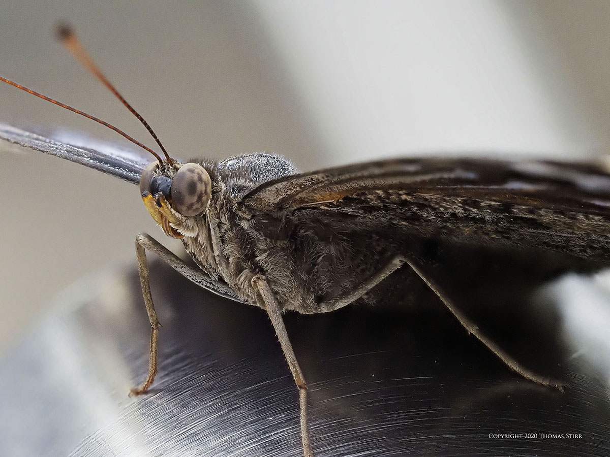 Handheld Macro In-Camera Focus Stacking with Olympus OM-D E-M1X ...