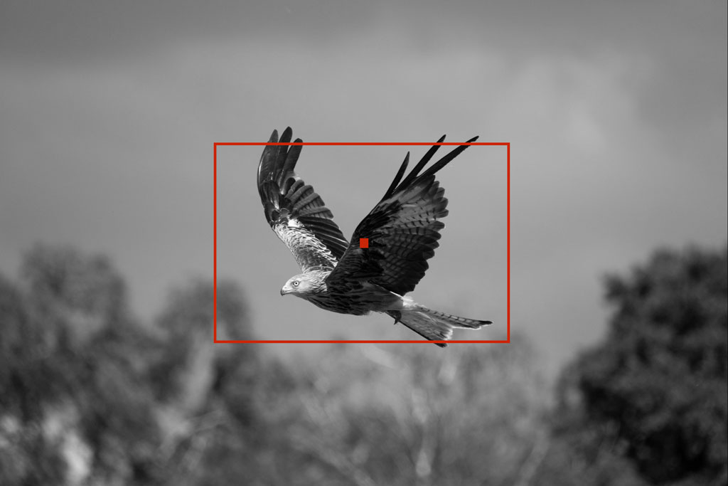 Nikon Z50 / Z6, 300mm f4 PF and TC - A compact set-up for birds in ...