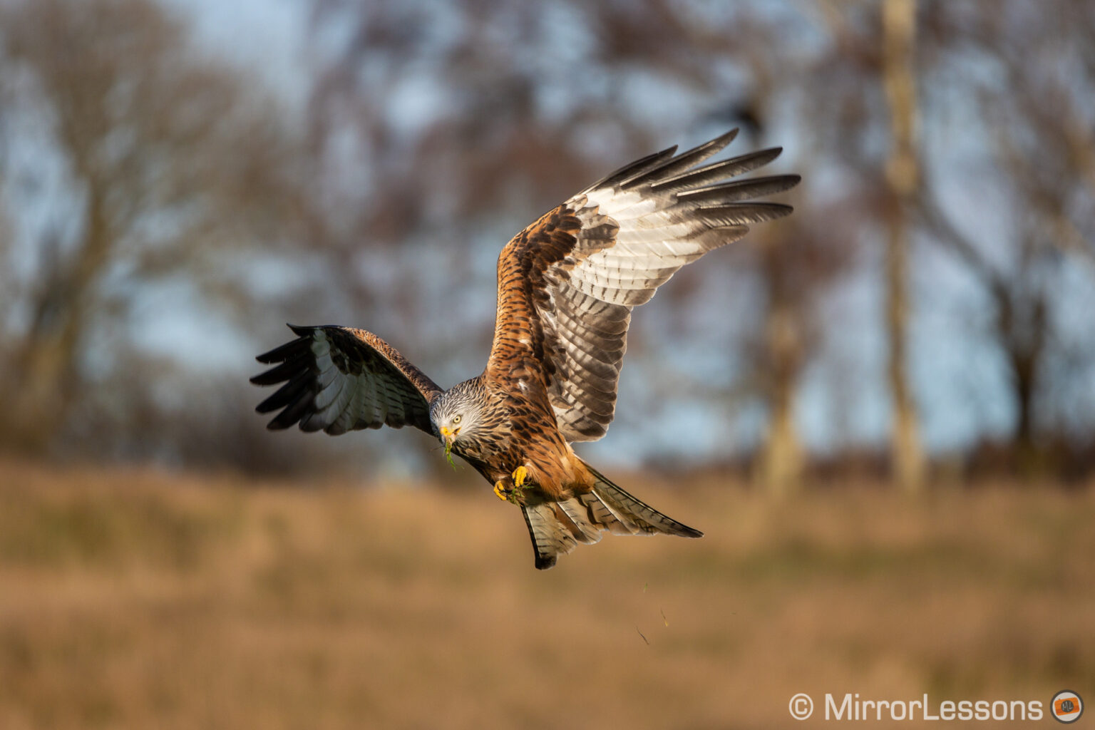 The Best Mirrorless Cameras for Birds in Flight Ranked - Mirrorless ...