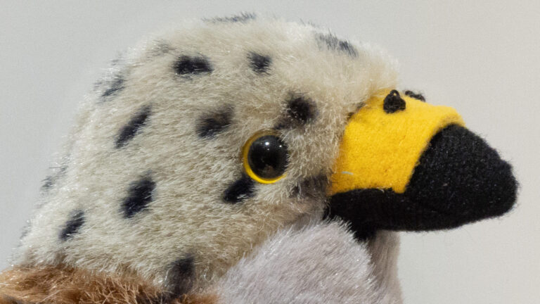 Canon Eos R, R5 and R6 for Wildlife and Bird Photography - Best ...