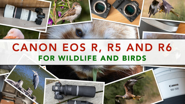 Canon Eos R, R5 and R6 for Wildlife and Bird Photography - Best Settings to Use - Mirrorless ...