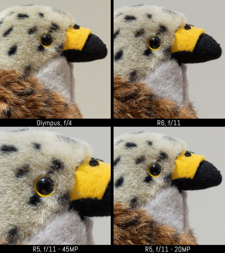 Olympus 300mm F4 vs Canon 600mm F11 - Full Frame vs Micro Four Thirds ...