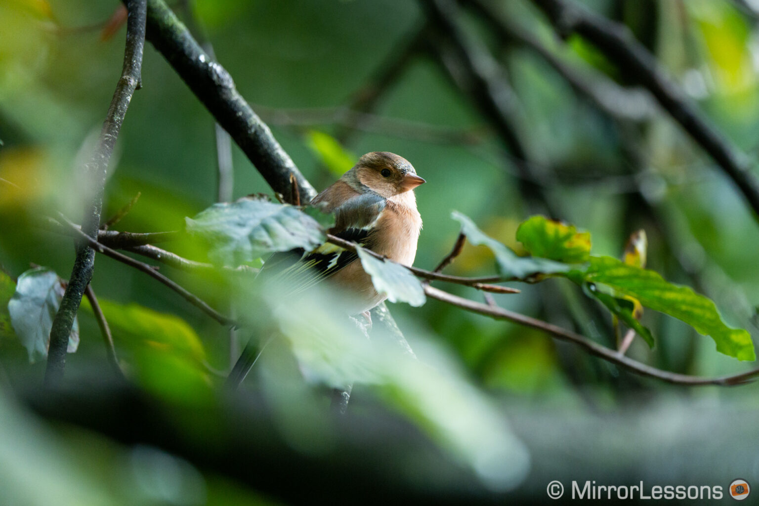 Sony A1 for Bird Photography (with Bird AF Review) - Mirrorless Comparison