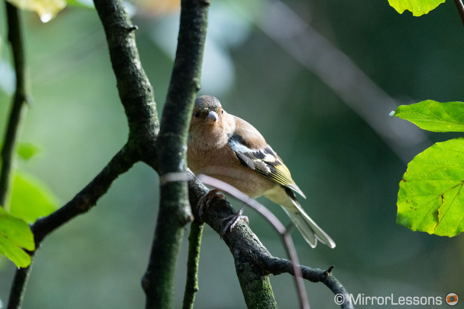 Sony A1 for Bird Photography (with Bird AF Review) - Mirrorless Comparison