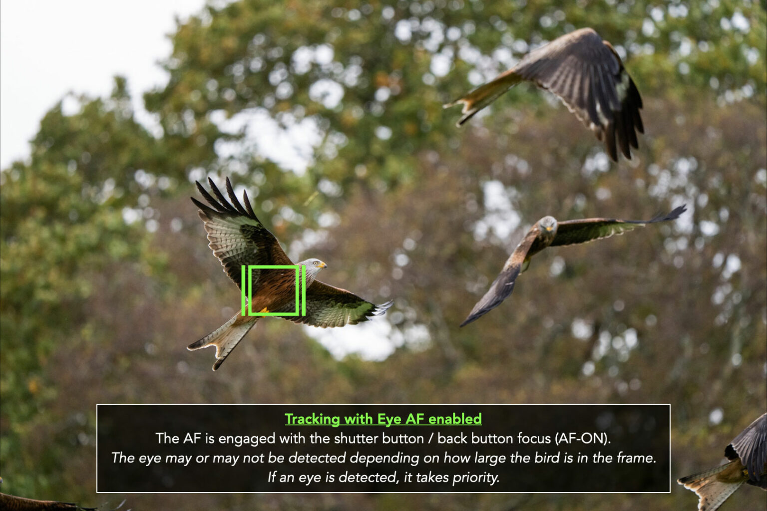 Sony A1 for Bird Photography (with Bird AF Review) - Mirrorless Comparison