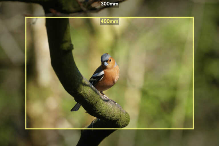 Fujifilm 70-300mm vs 100-400mm - The Full Comparison - Mirrorless ...