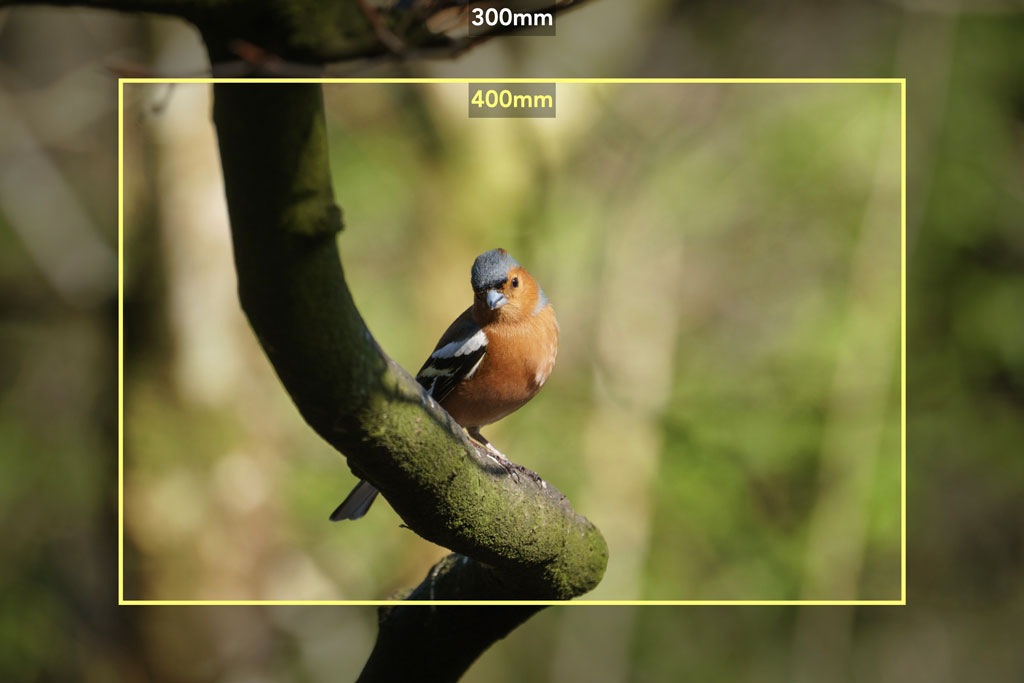 Fujifilm 70-300mm vs 100-400mm - The Full Comparison - Mirrorless ...