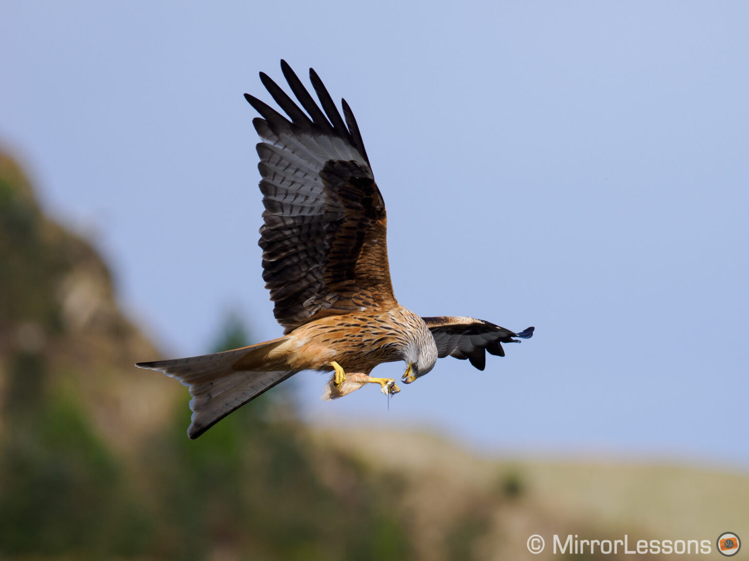 The Best Mirrorless Cameras for Birds in Flight Ranked - Mirrorless ...