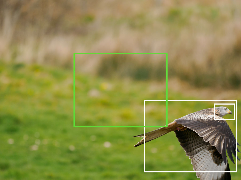 OM System OM-1 Settings: Birds in Flight and Much More! - Mirrorless ...