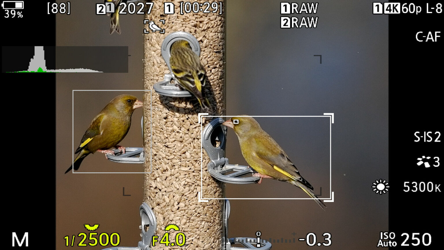 OM System OM-1 Settings: Birds in Flight and Much More! - Mirrorless Comparison