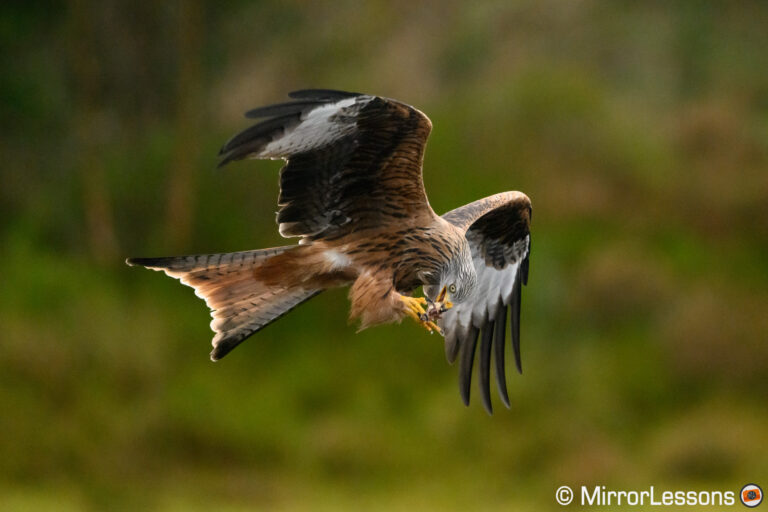 The Best Mirrorless Cameras for Birds in Flight Ranked - Mirrorless ...