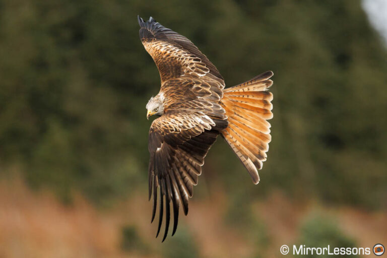The Best Mirrorless Cameras for Birds in Flight Ranked - Mirrorless ...