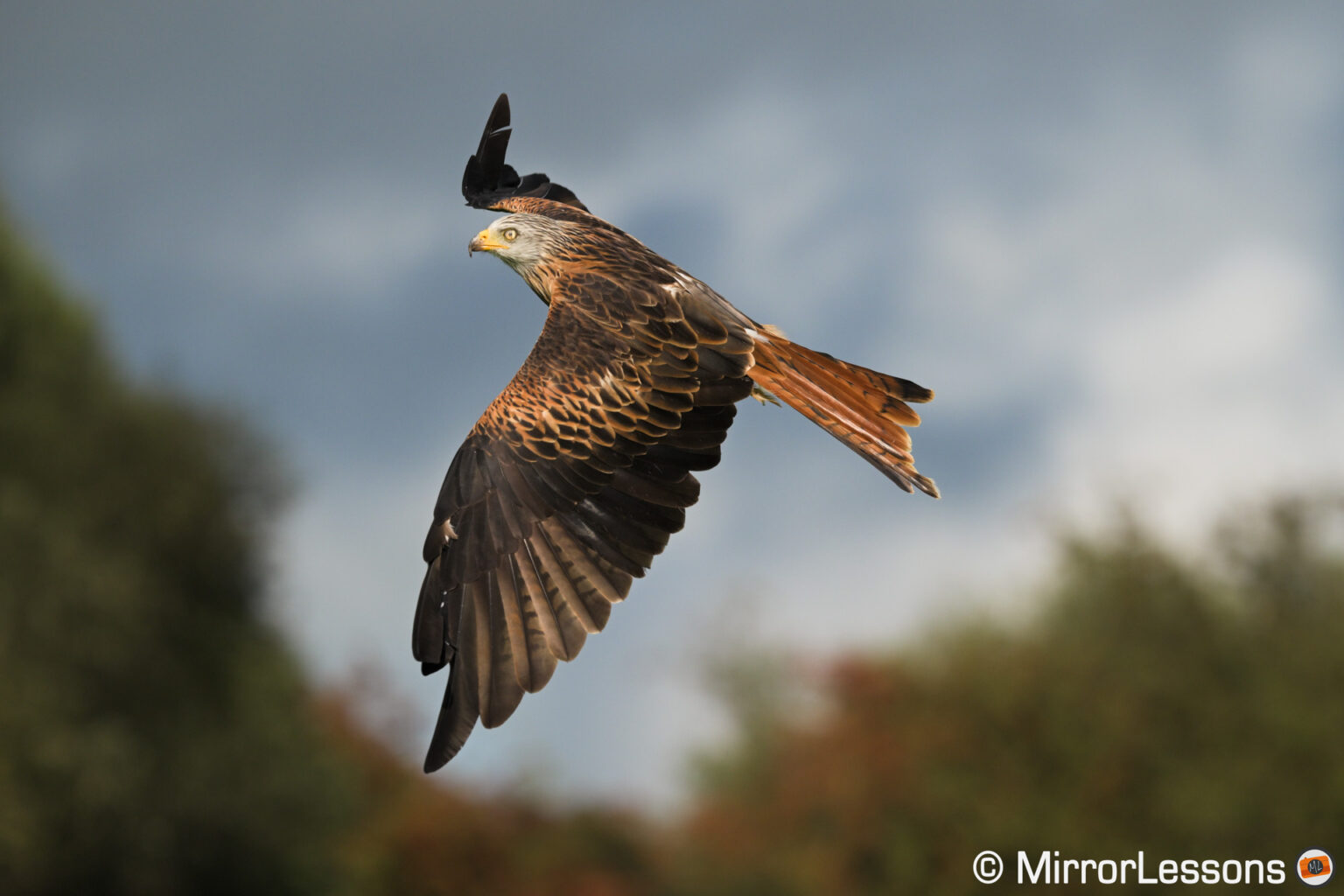 The Best Mirrorless Cameras for Birds in Flight Ranked - Mirrorless ...